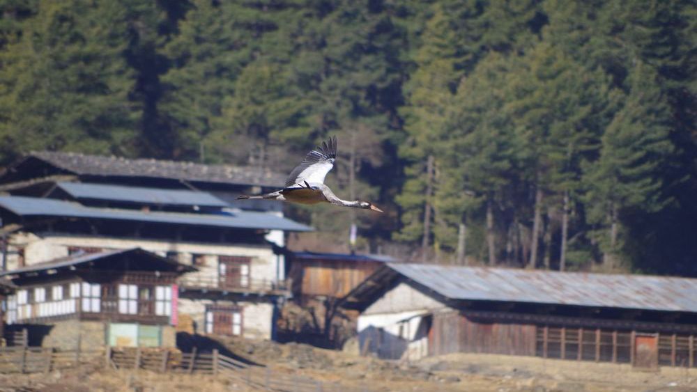 Bhutan’s Top Bird Watching Spots