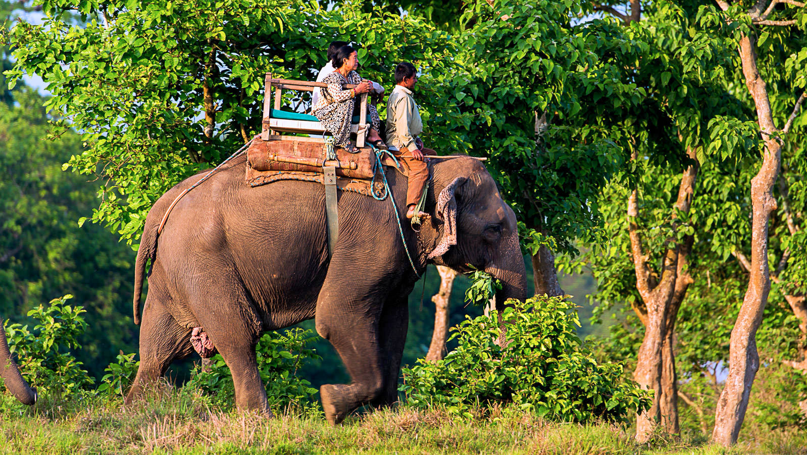 Best Jungle Safari Experience in Nepal - Top Wildlife Safari Tours