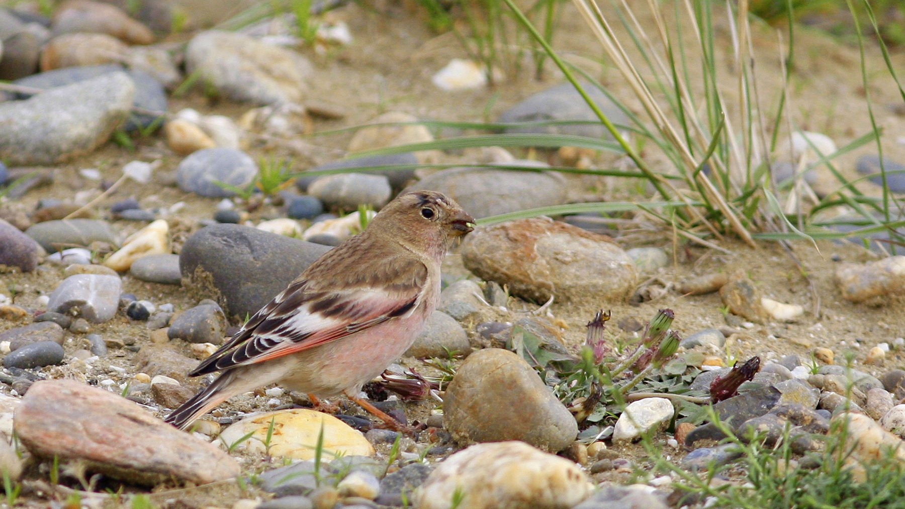 Explore the Best Bird Watching Sites in Tibet | Ultimate Guide,